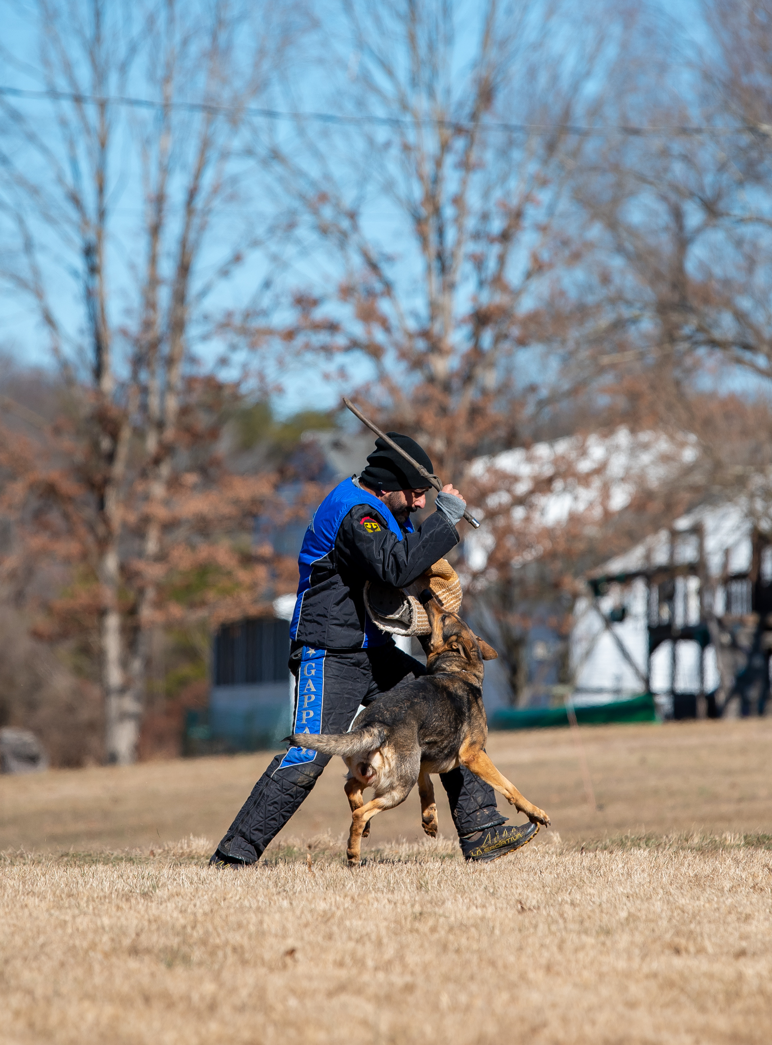 Successful IGP Trial - Nummer Eins German Shepherds