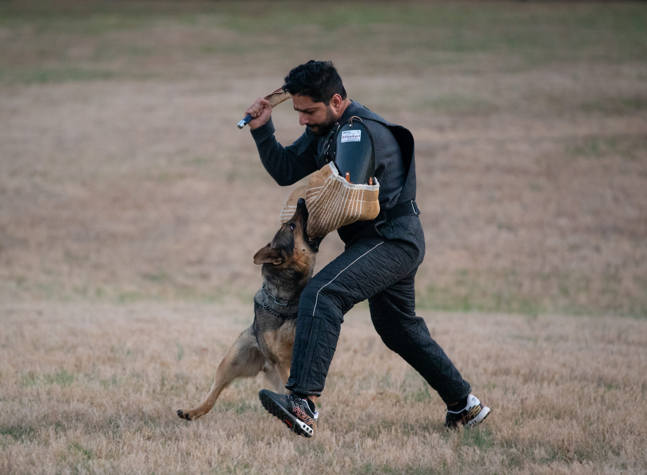 IGP Trial and Helper certification in New York for German Shepherd Dog ...