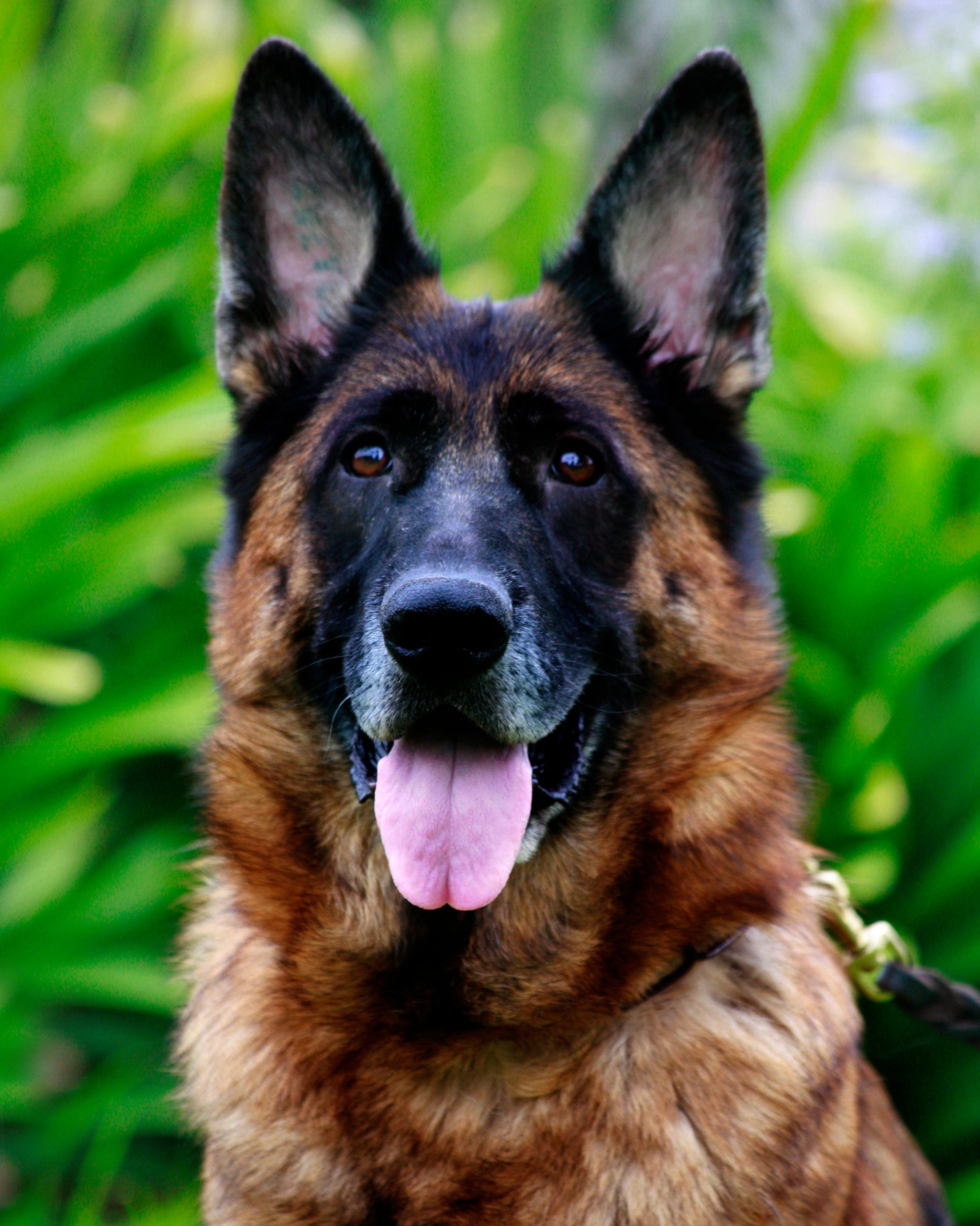 Significance of Correct Expression in the German Shepherd - Nummer Eins ...